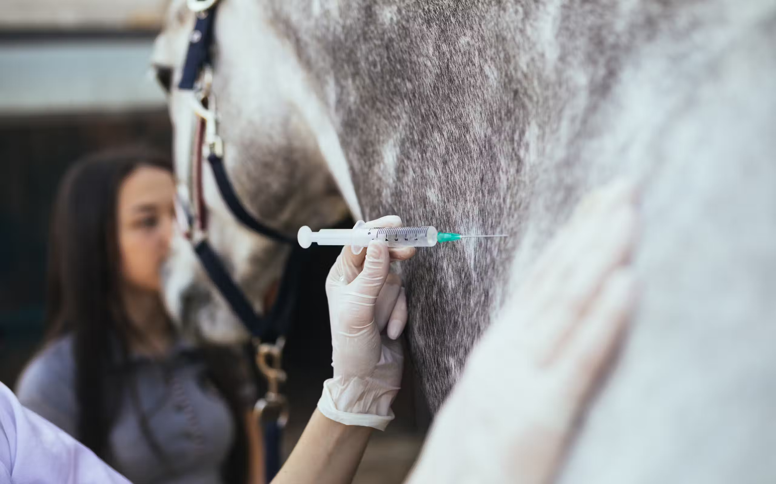 Veterinary Injections Wholesale UAE – Trusted Supplier Guide